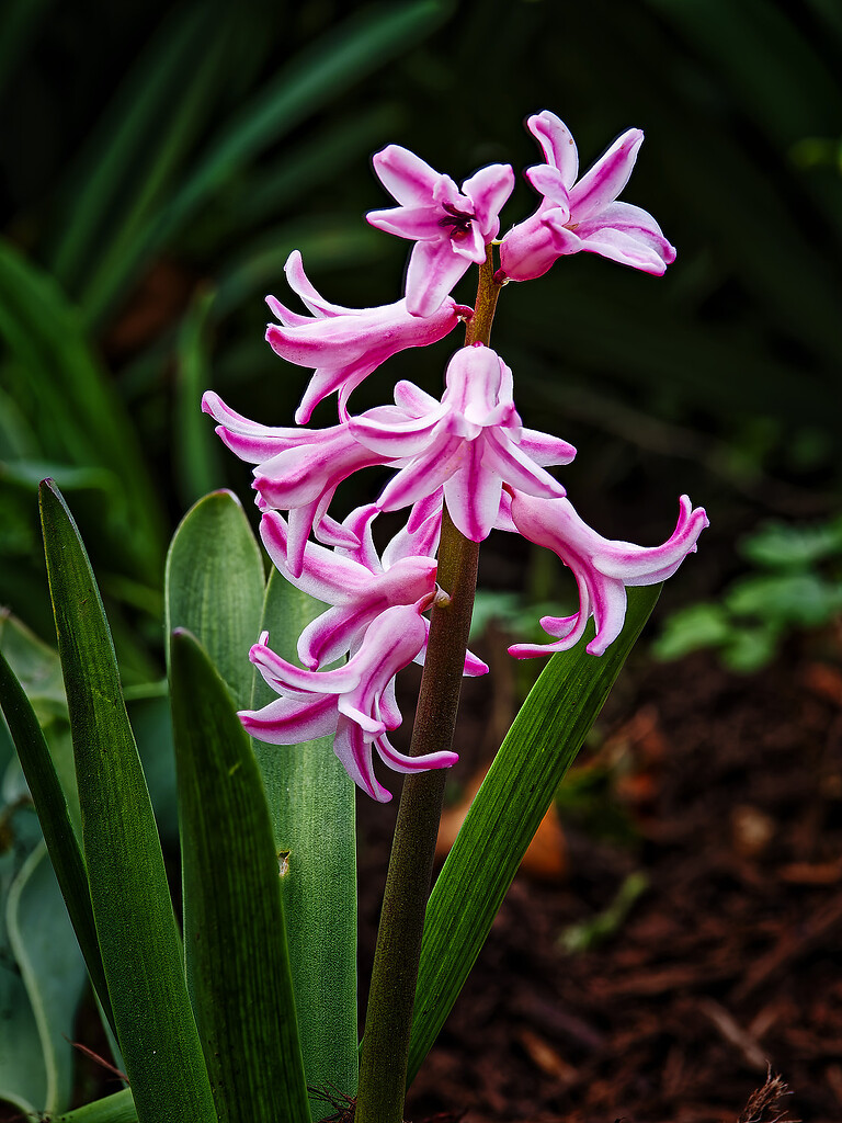 Spring in East Tennessee - Share your images & Chat - DxO Forum