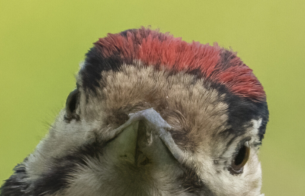 DXO PL4 and Pure raw colour issues with Sony a1 raw iles - DxO PhotoLab ...