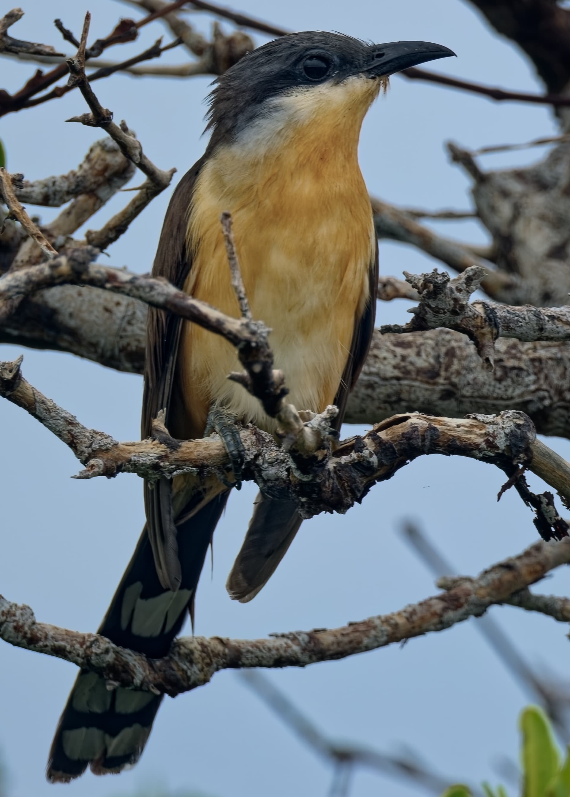 Dark-billed Cuckoo processed with PL9 - Share your images & Chat - DxO ...