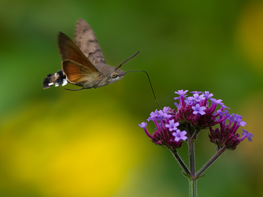 Hummingbird hawk moths - Share your images & Chat - DxO Forum