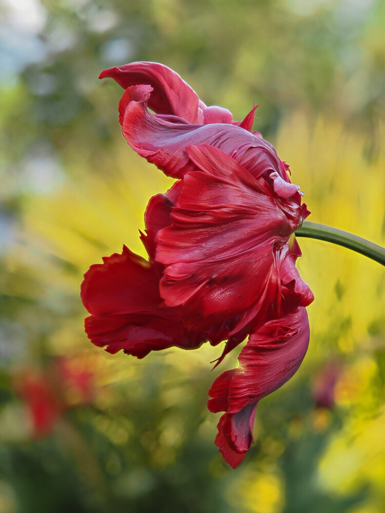 Nice showing of Tulips this year - Share your images & Chat - DxO Forum
