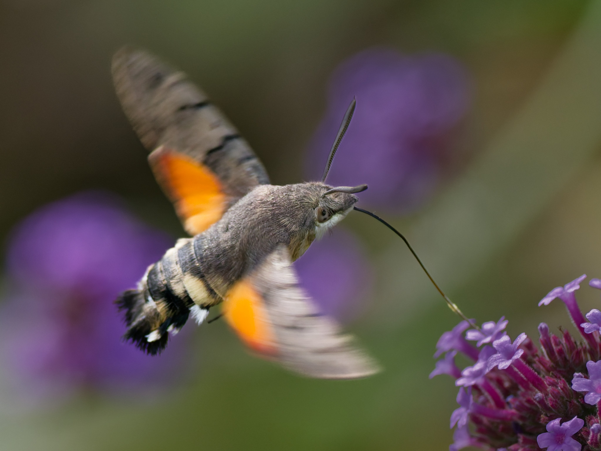 Hummingbird hawk moths - Share your images & Chat - DxO Forum