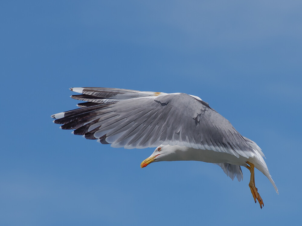 Seagulls, quite the acrobats - Share your images & Chat - DxO Forum